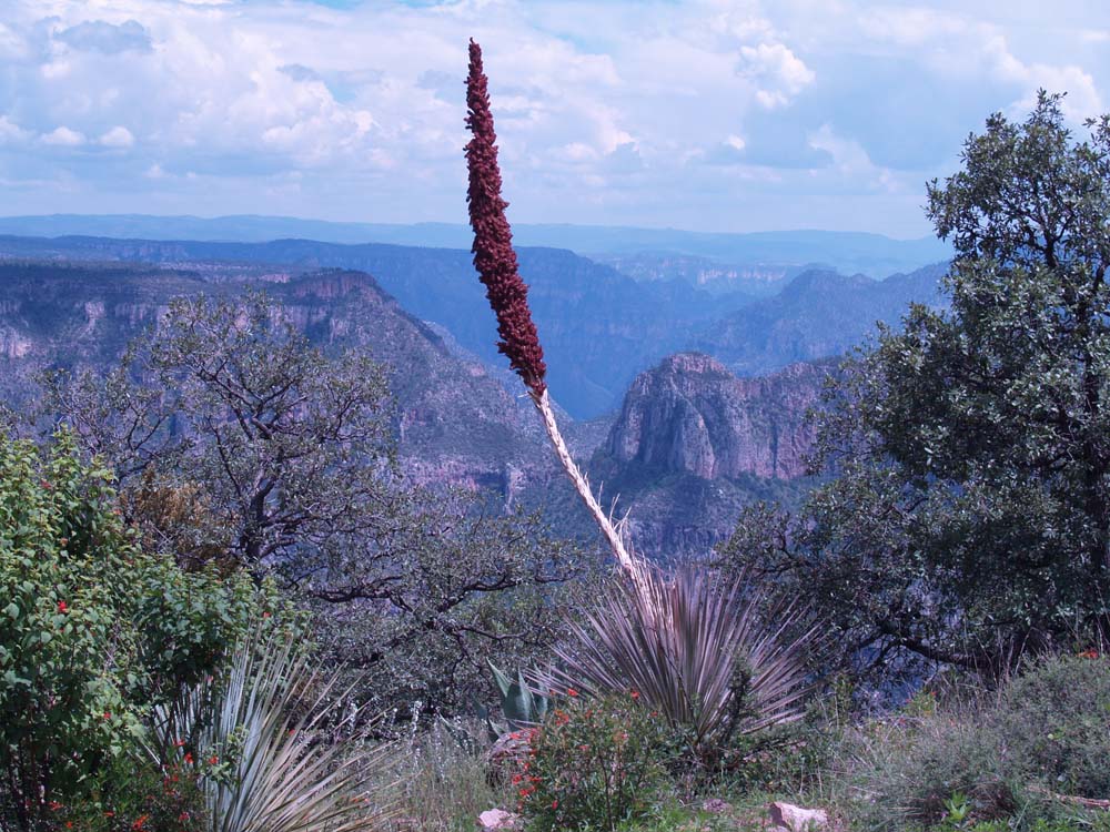 THE INDIGENOUS TARAHUMARA OF MEXICO: A Photographic Journey – David ...